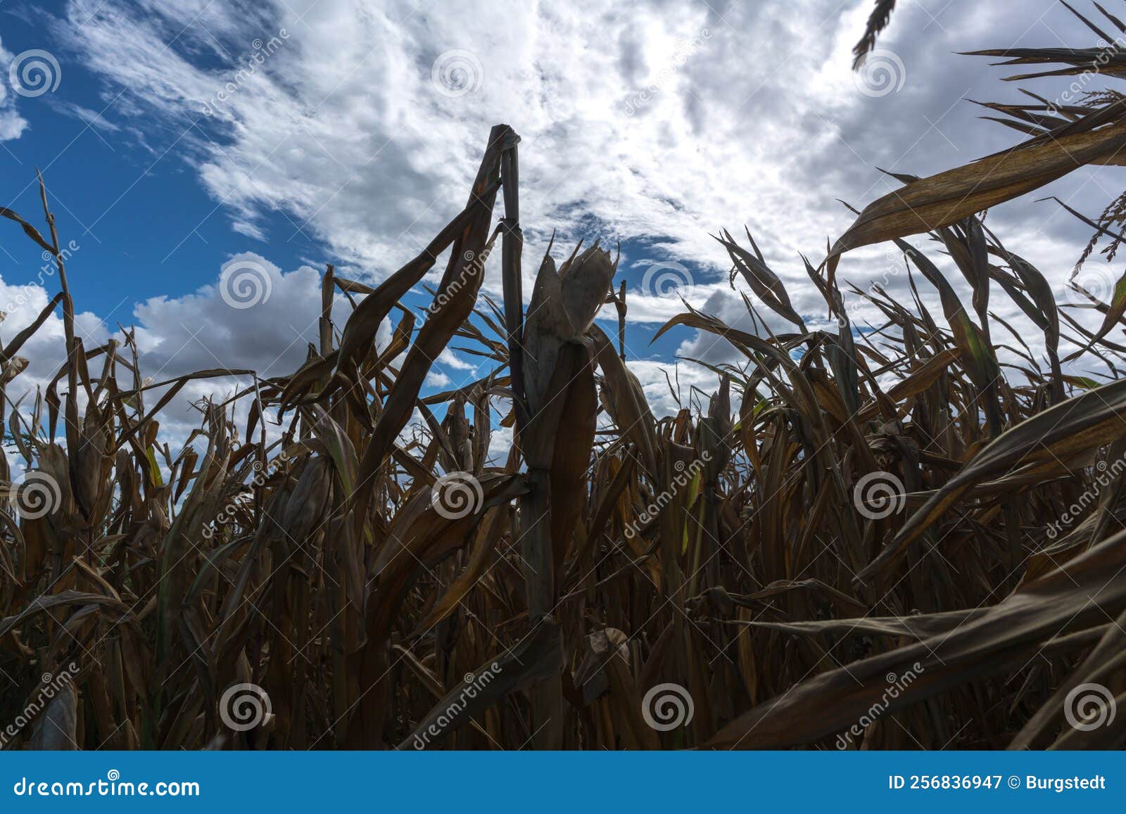 Parched Corn Plants Due To a Heat Wave and Extreme Drought in the ...