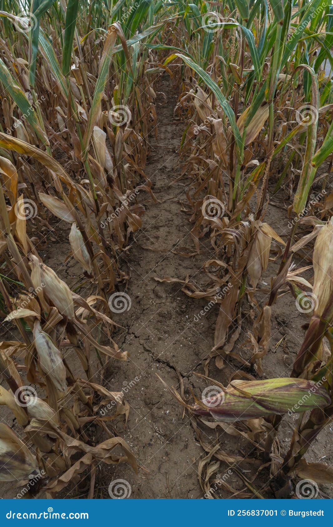 Parched Corn Plants Due To a Heat Wave and Extreme Drought in the ...