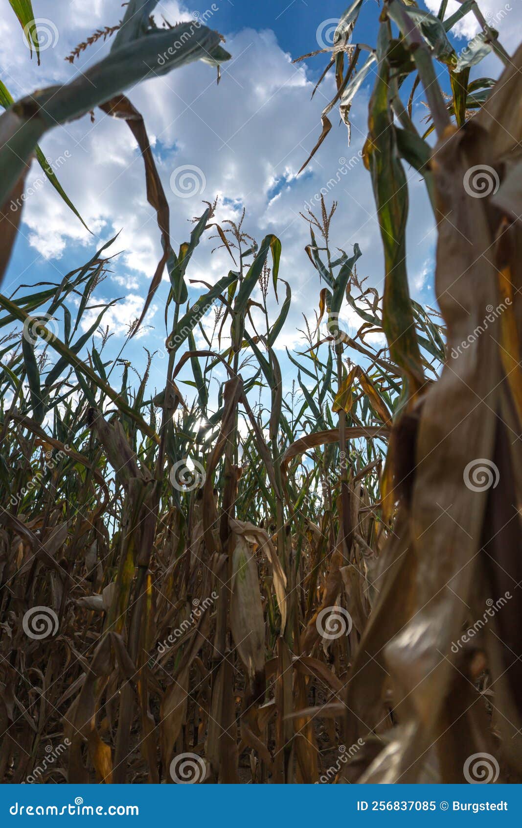 Parched Corn Plants Due To a Heat Wave and Extreme Drought in the ...