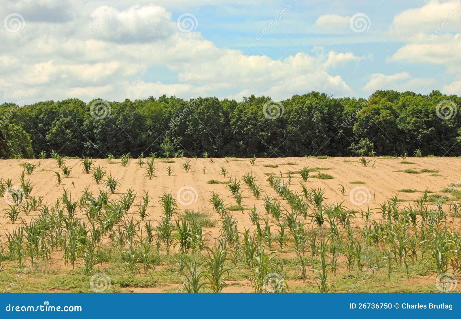 Parched Cornfield stock photo. Image of damage, heat - 26736750
