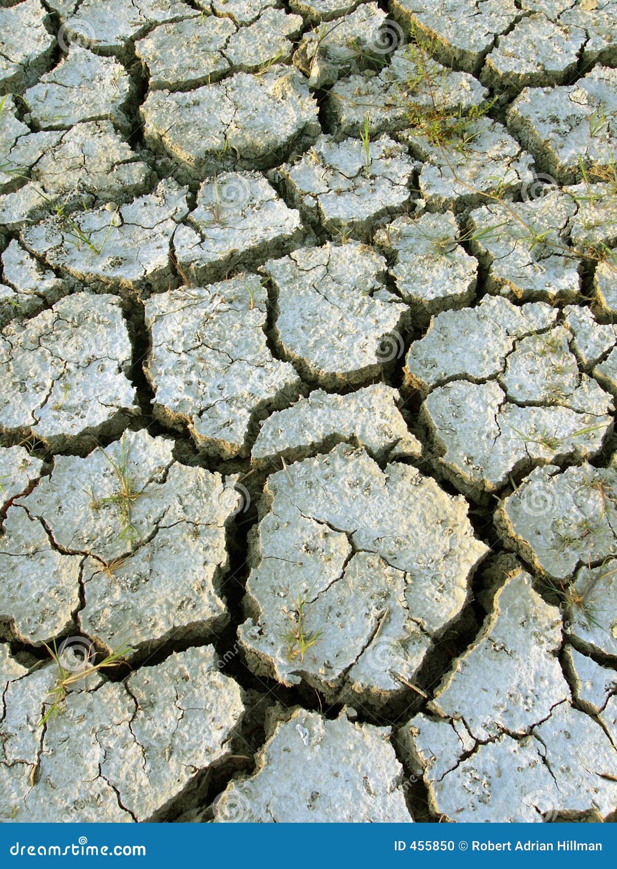 Parched earth stock photo. Image of earth, farm, ground - 455850