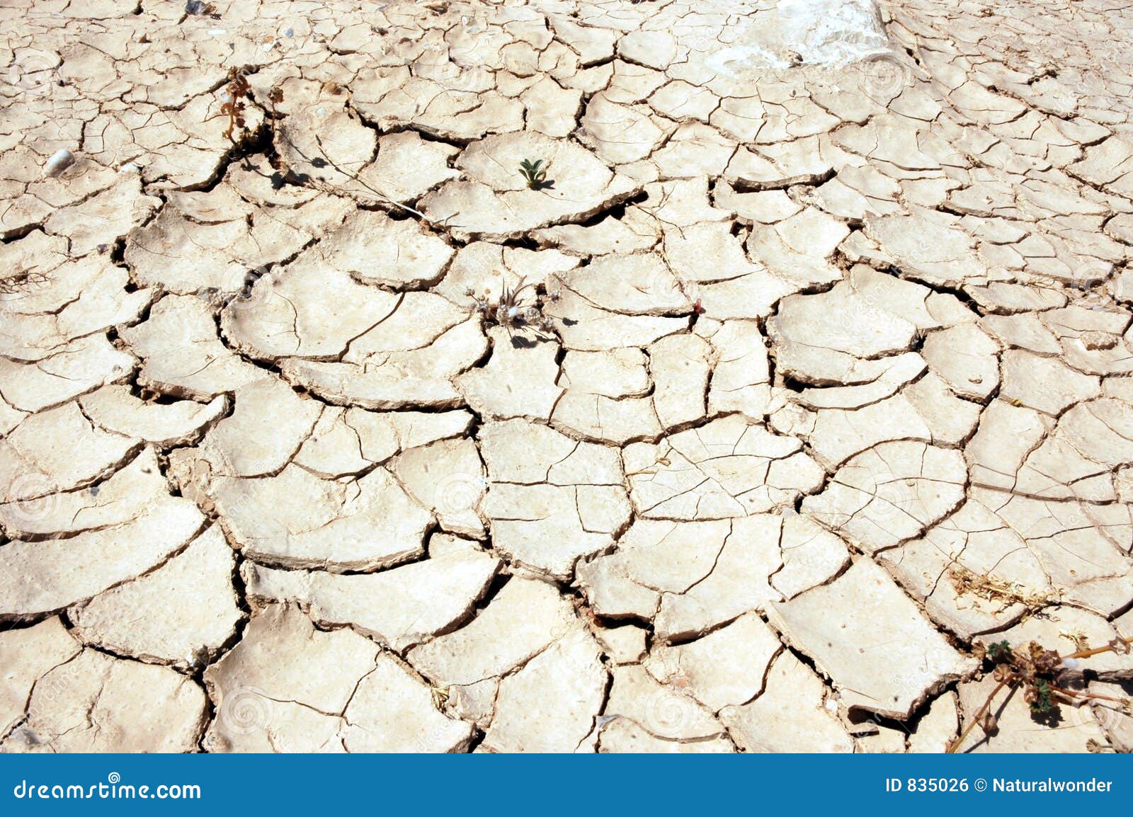 Parched Earth stock photo. Image of crack, heat, dead, parched - 835026