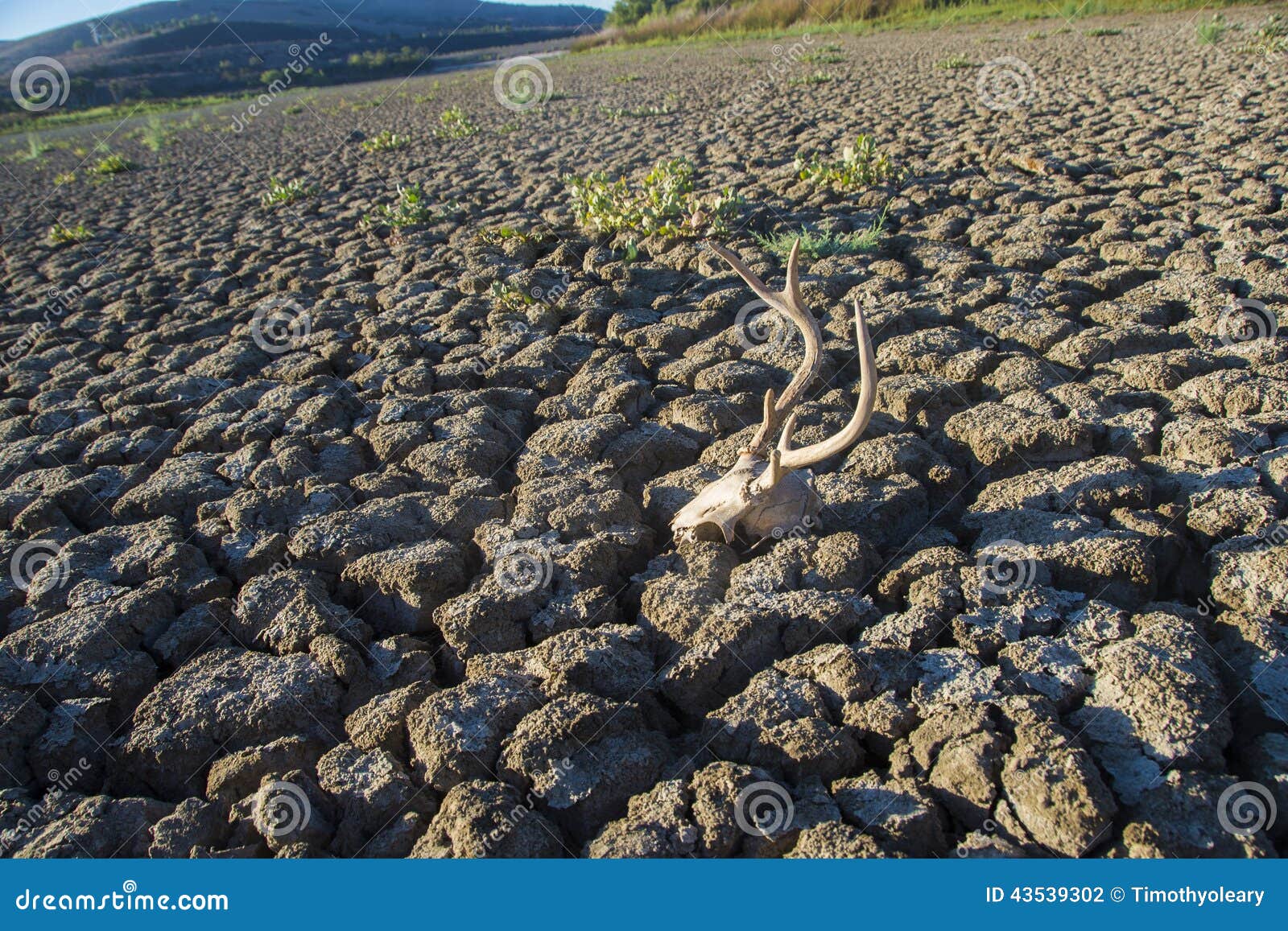 Parched Earth stock photo. Image of dead, climate, pattern - 43539302