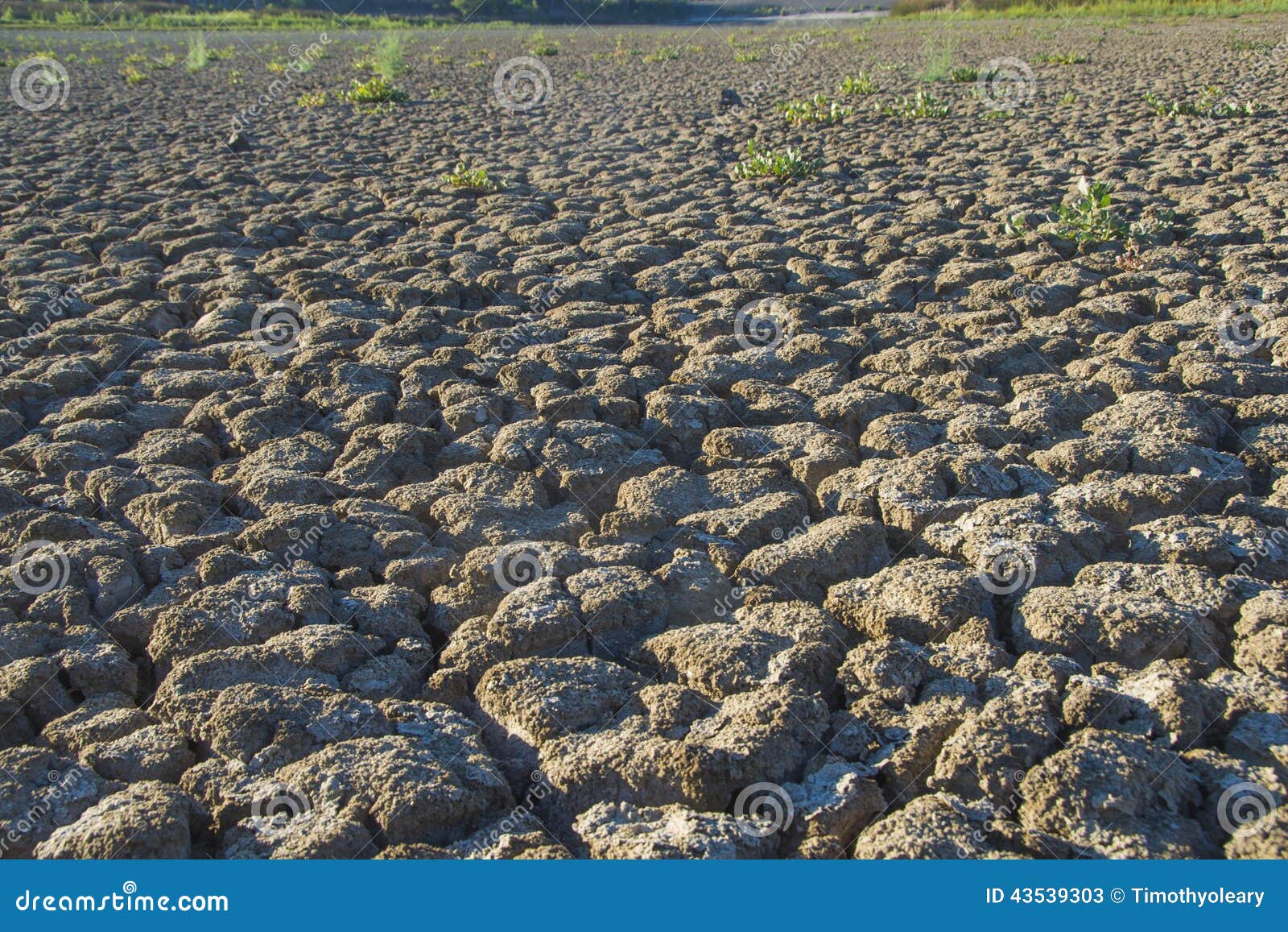 Parched Earth stock image. Image of disaster, skull, weather - 43539303