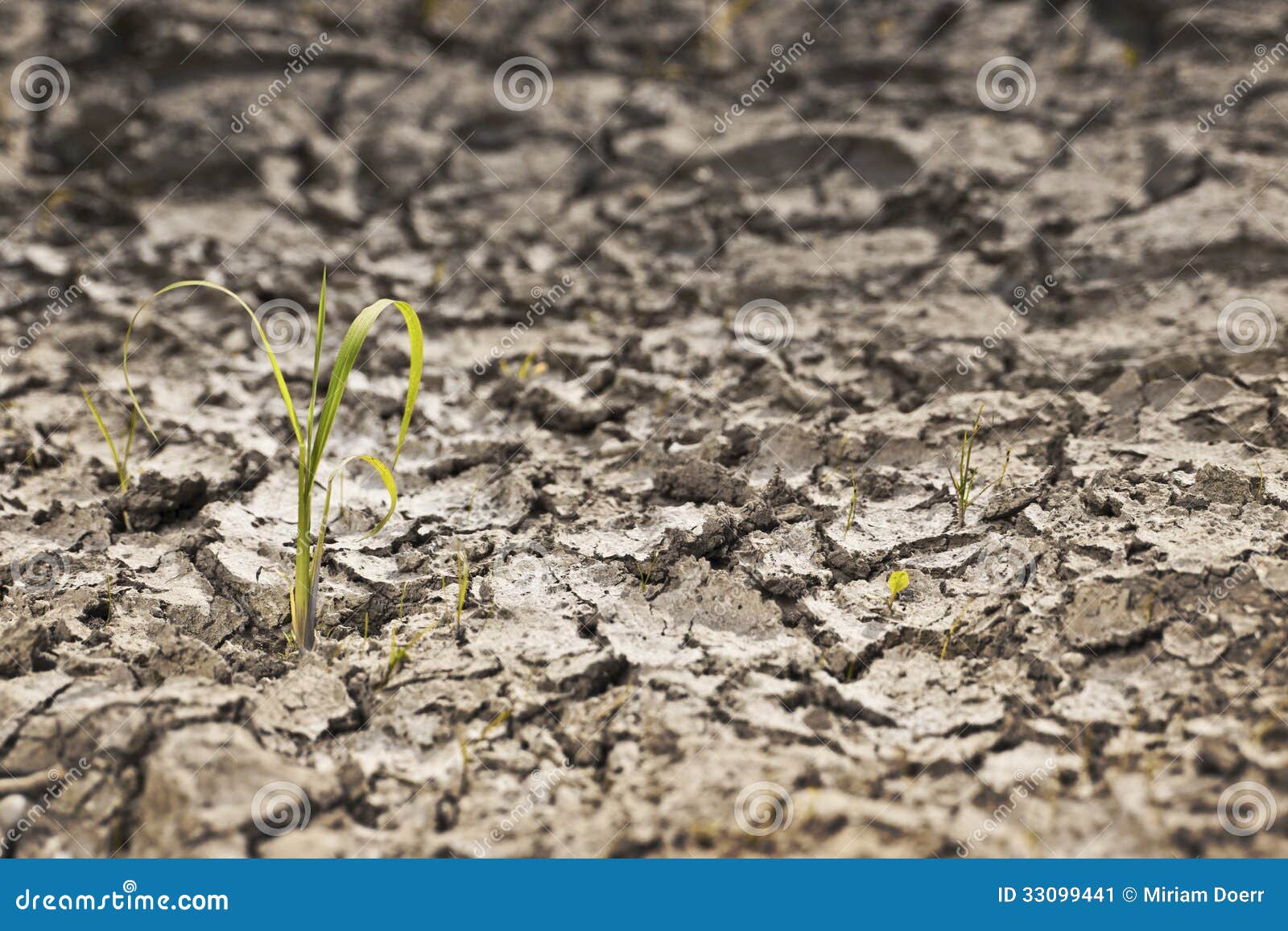 Parched Earth with Small Plant Stock Image - Image of backdrop, damaged ...