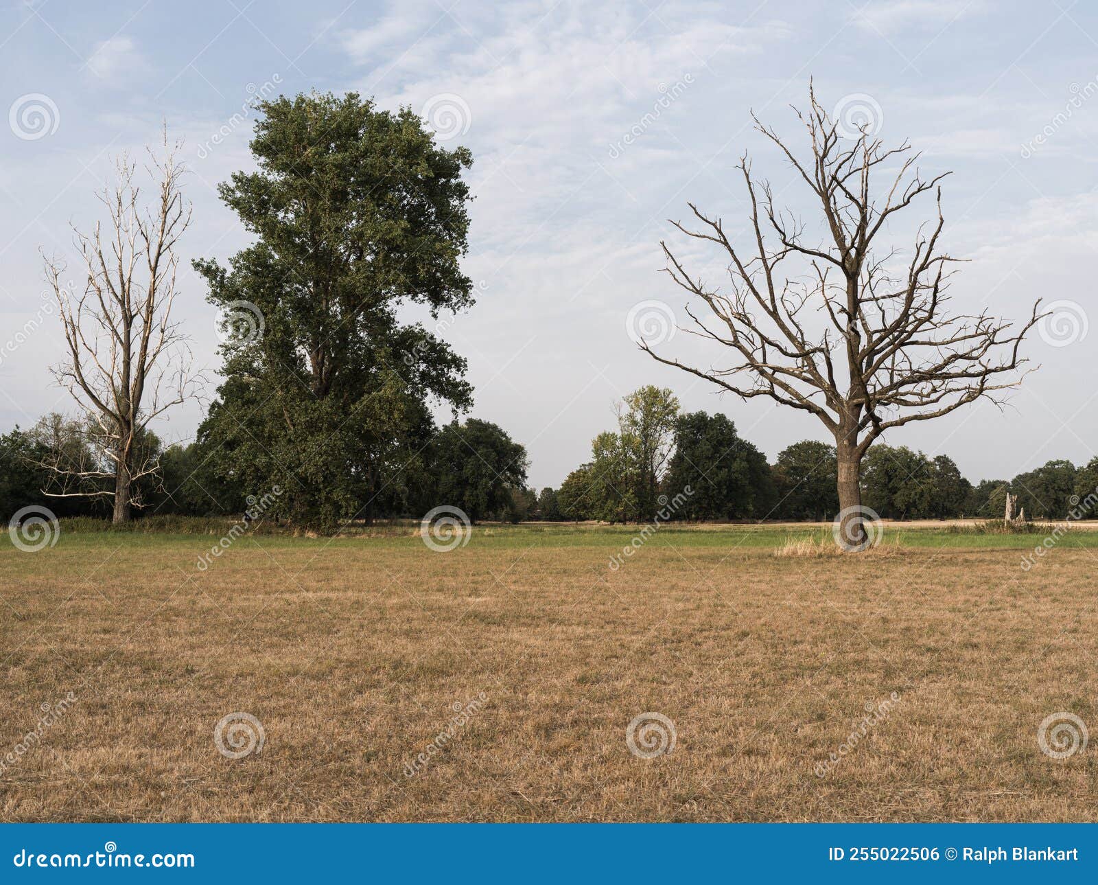 Parched Meadow and Bare Trees in a Meadow Landscape in Late Summer ...
