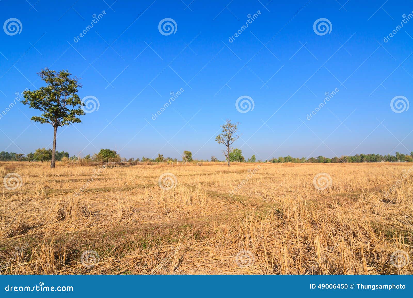 Parched Rice Field in Countryside of Thailand Stock Photo - Image of ...