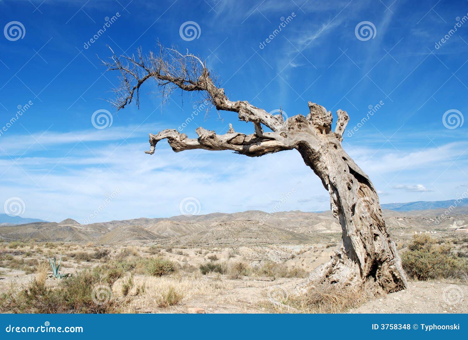 Parched tree in the desert stock photo. Image of southern - 3758348