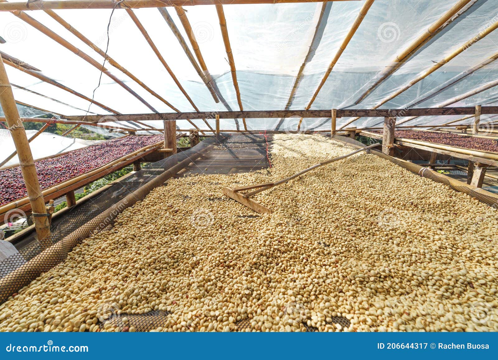 Parchment Coffee Dry in the Coffee House Stock Image - Image of closeup ...