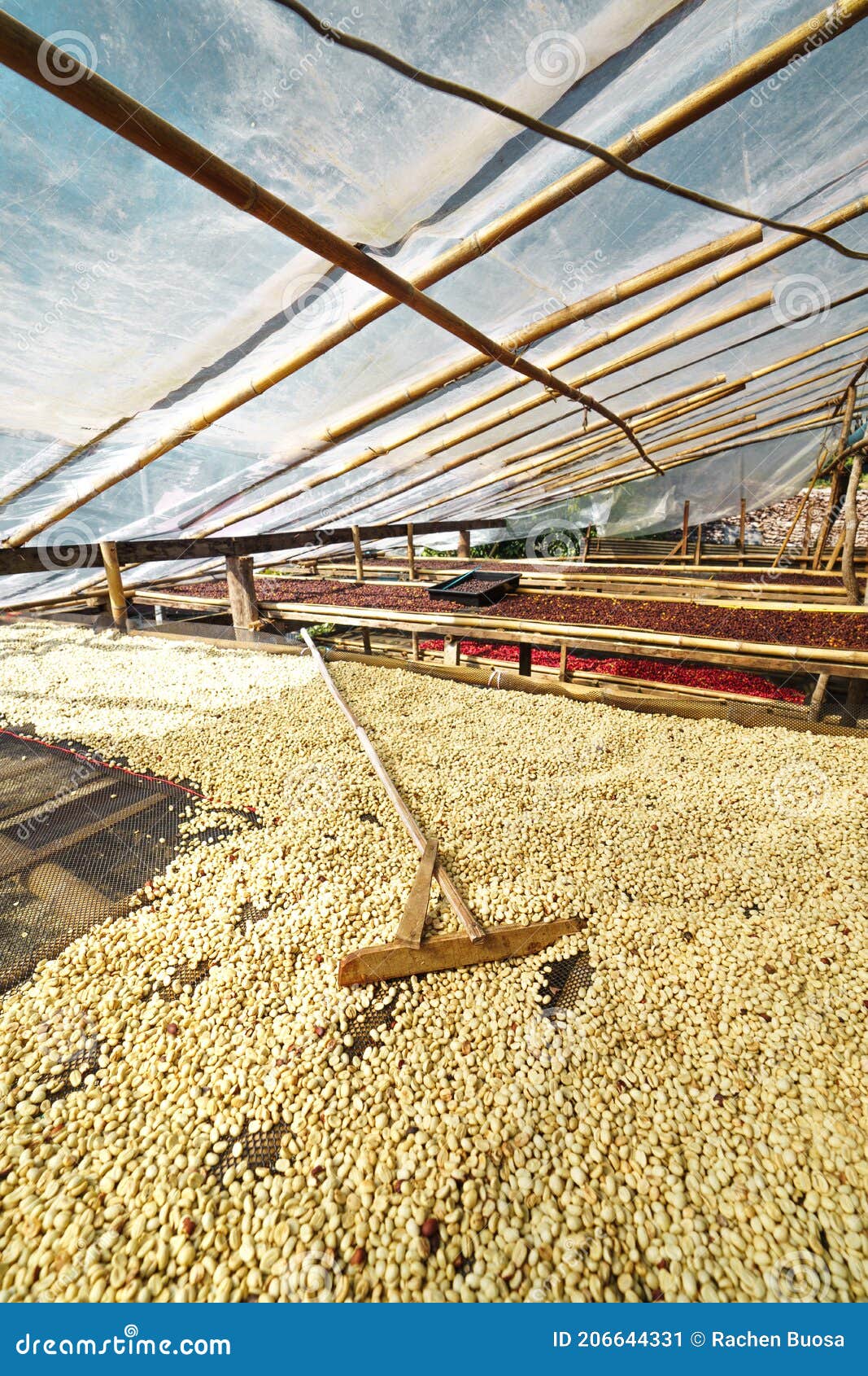 Parchment Coffee Dry in the Coffee House Stock Image - Image of texture ...