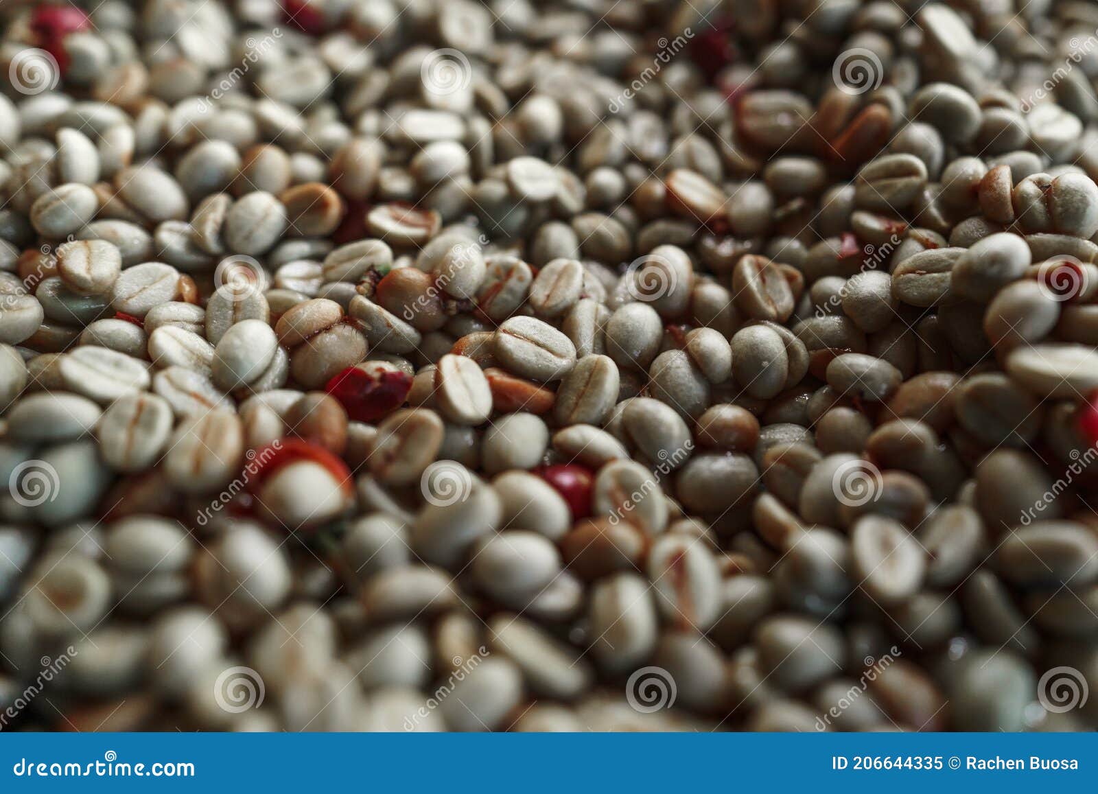 Parchment Coffee Dry in the Coffee House Stock Image - Image of nature ...
