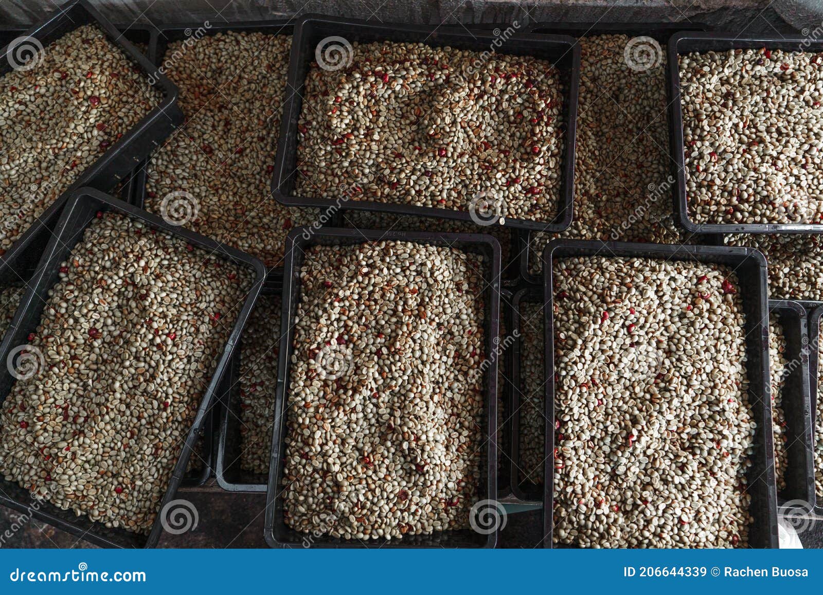 Parchment Coffee Dry in the Coffee House Stock Image - Image of food ...