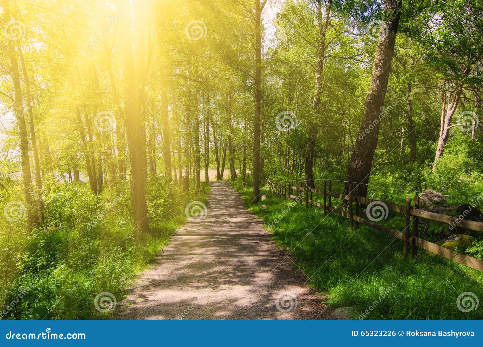 Parco Soleggiato Con La Traccia Fotografia Stock - Immagine di luce ...