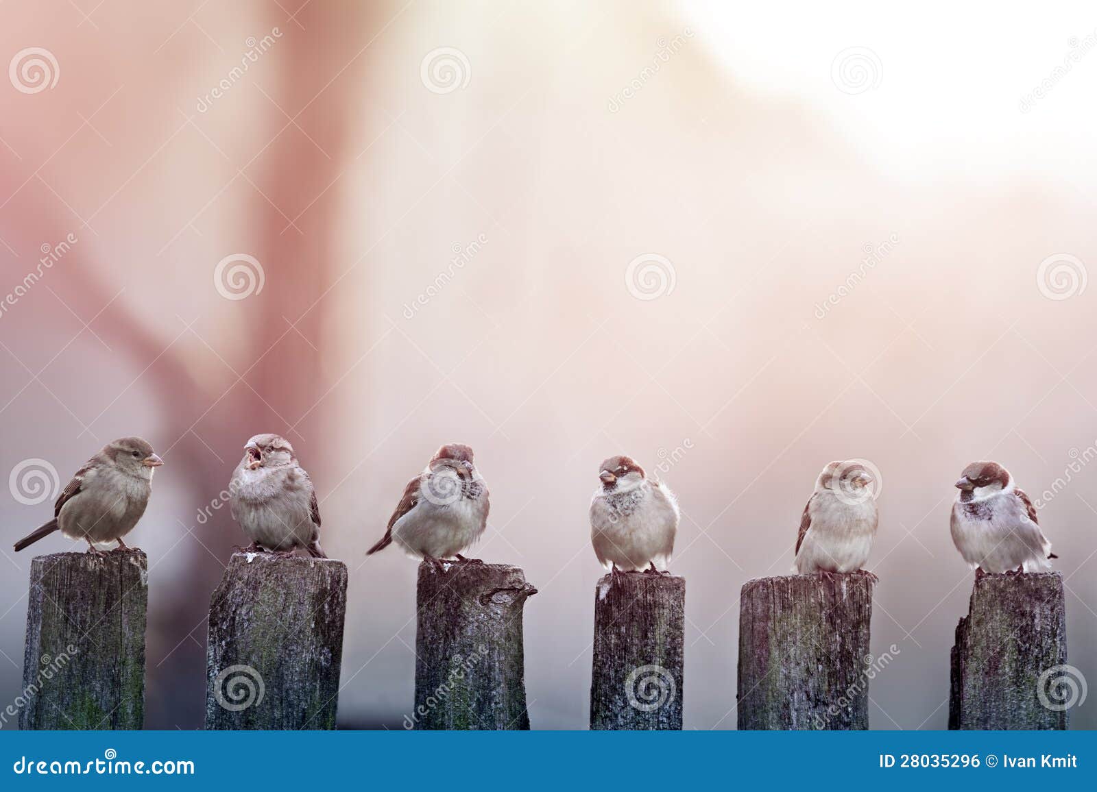 Pardais foto de stock. Imagem de animal, pardais, passarinho - 28035296