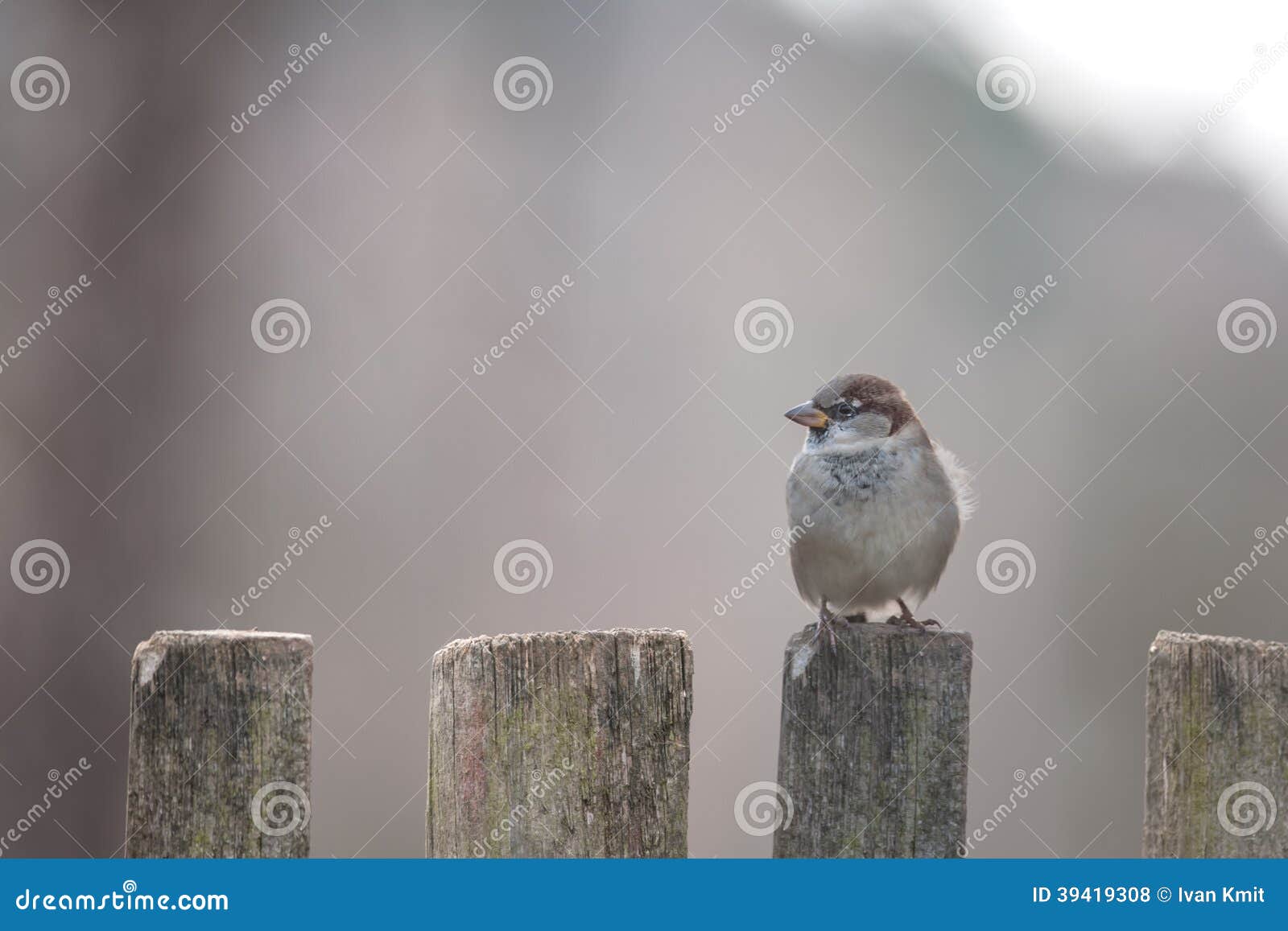 Pardais foto de stock. Imagem de marrom, sunset, cantar - 39419308
