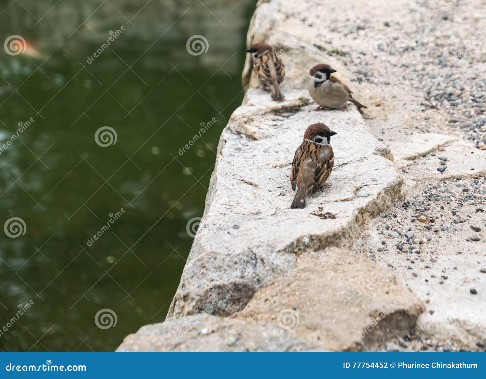 Pardais foto de stock. Imagem de wildlife, comum, pardal - 77754452