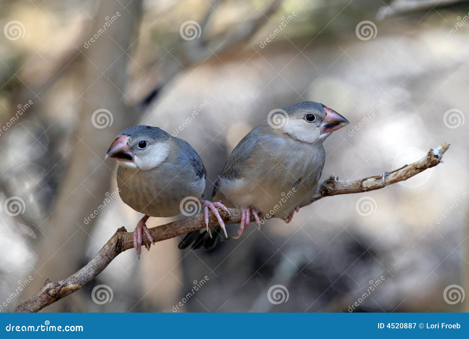 Pardais de Java imagem de stock. Imagem de barba, fofofo - 4520887