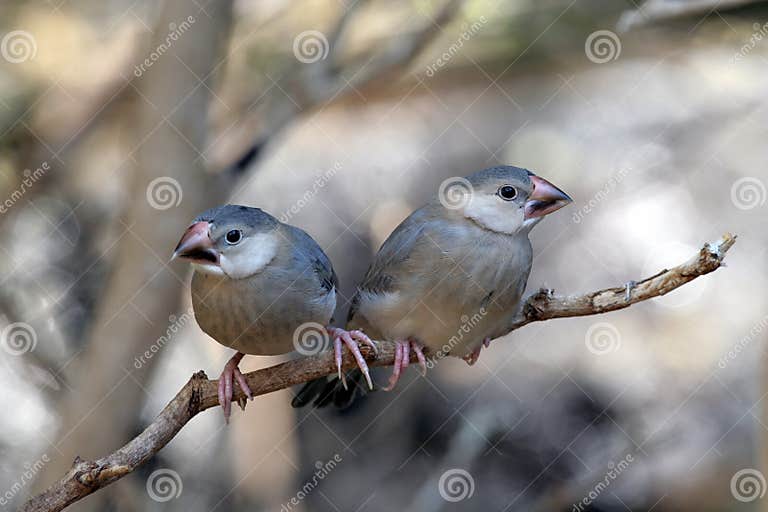 Pardais de Java imagem de stock. Imagem de barba, fofofo - 4520887