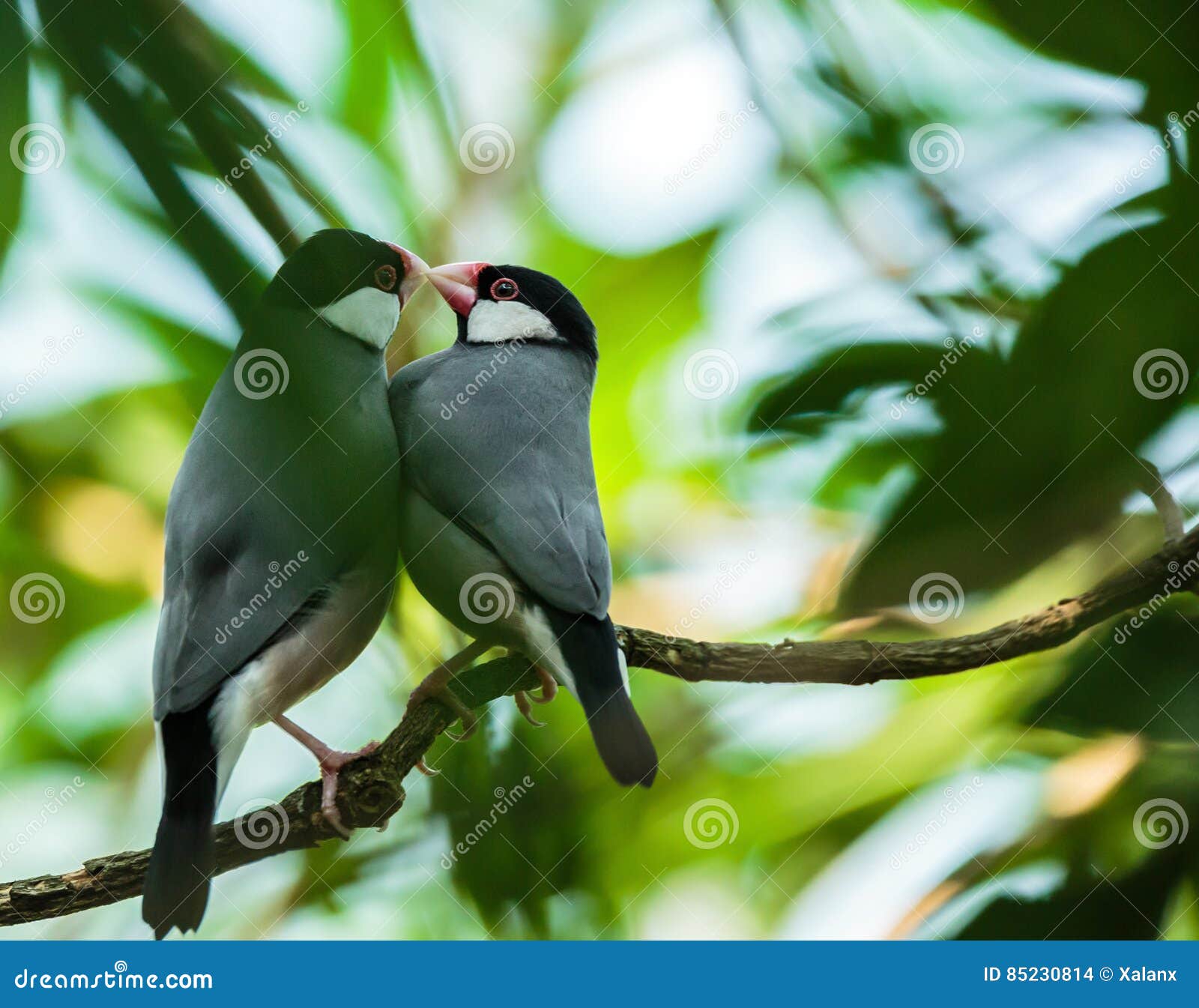 Pardais De Java Que Acoplam O Ritual Foto de Stock - Imagem de filial ...