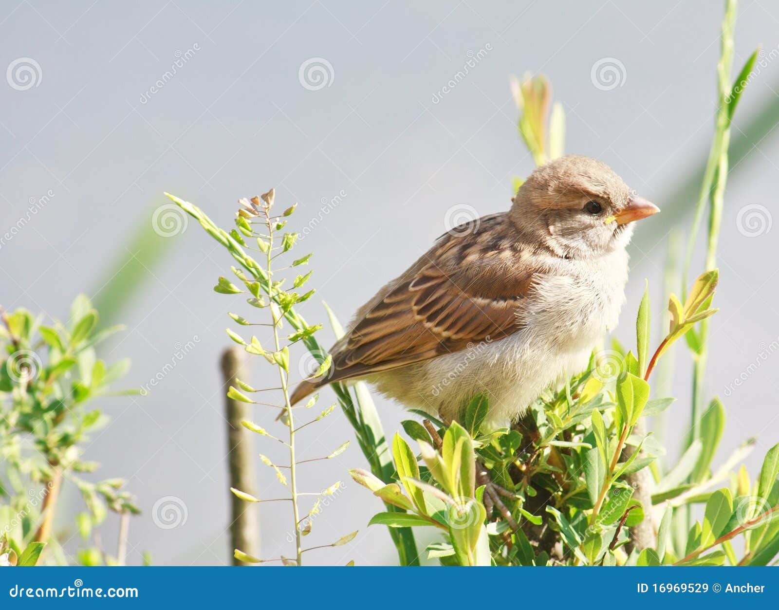 Pardal amarelo-beaked novo imagem de stock. Imagem de beaked - 16969529