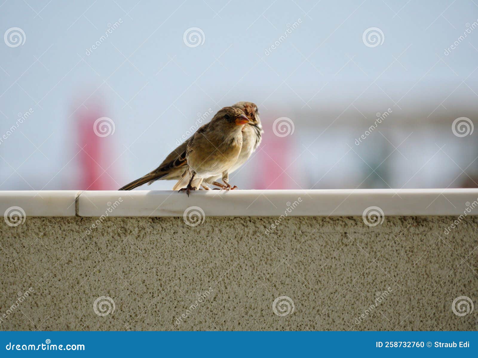 Pardal Da Casa Em Mamaia Resort Foto de Stock - Imagem de recurso ...