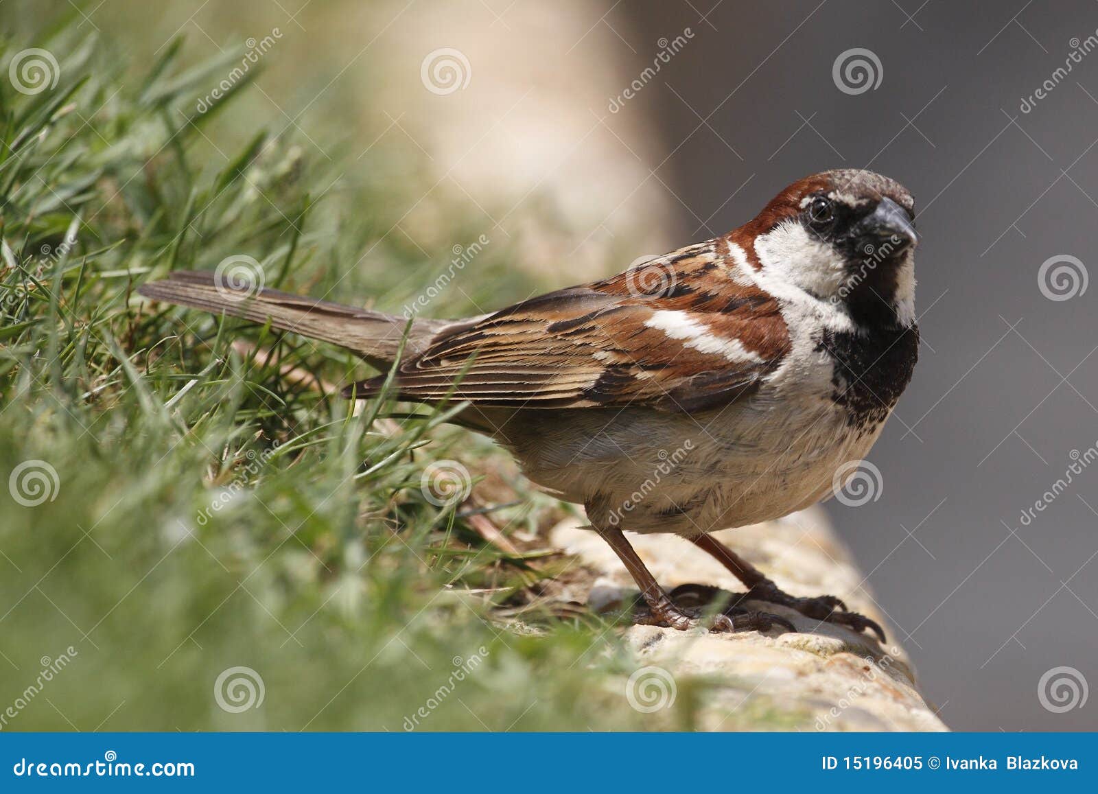 Pardal de casa imagem de stock. Imagem de prado, europa - 15196405