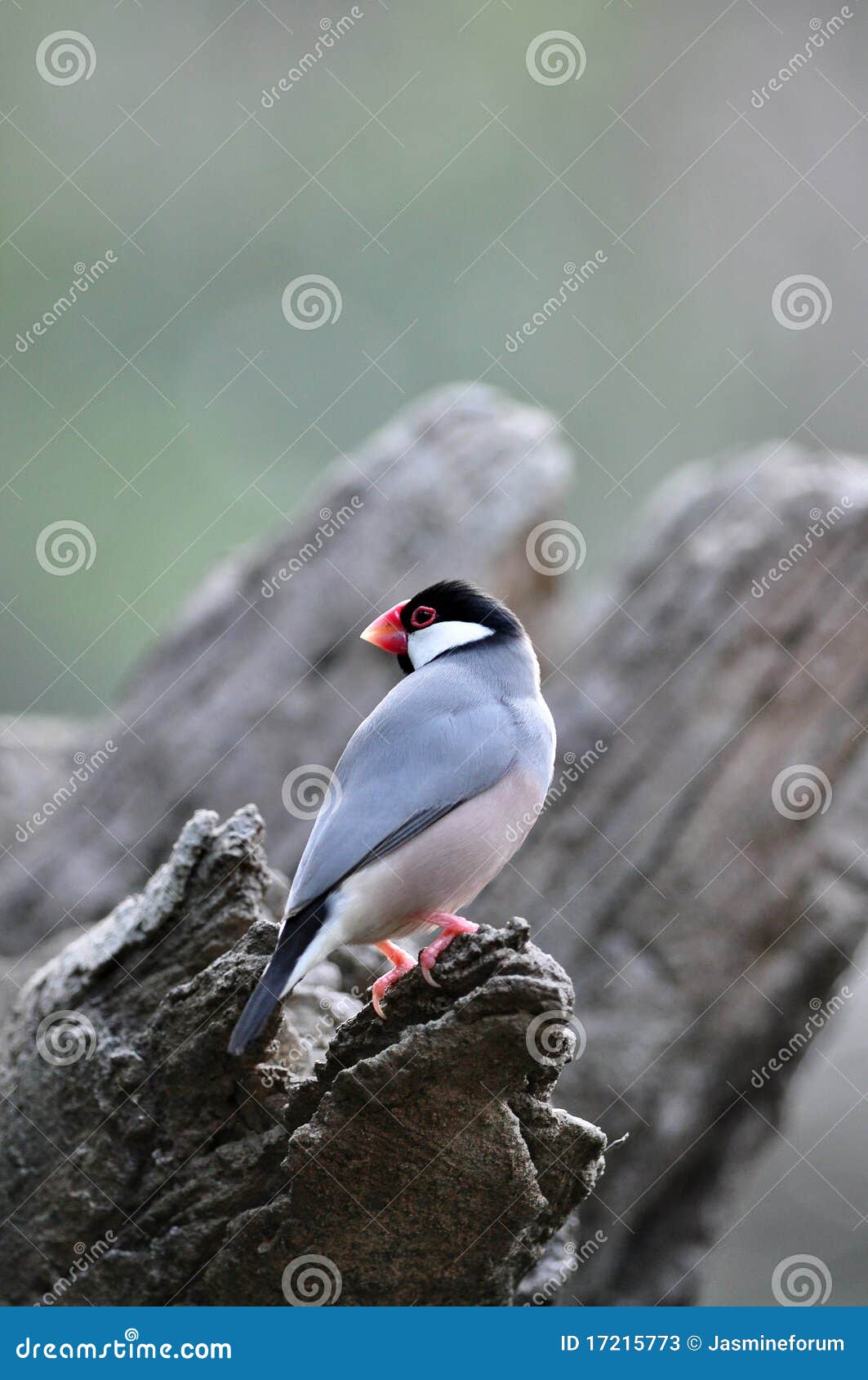 Pardal de Java na árvore imagem de stock. Imagem de furo - 17215773