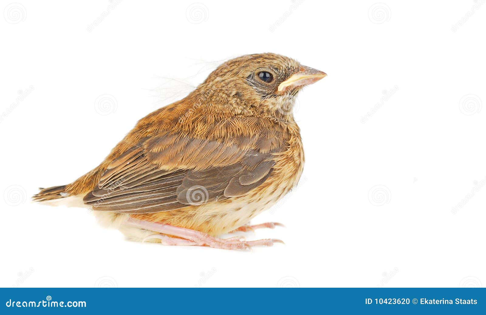 Pardal isolado do bebê foto de stock. Imagem de telefotografia - 10423620