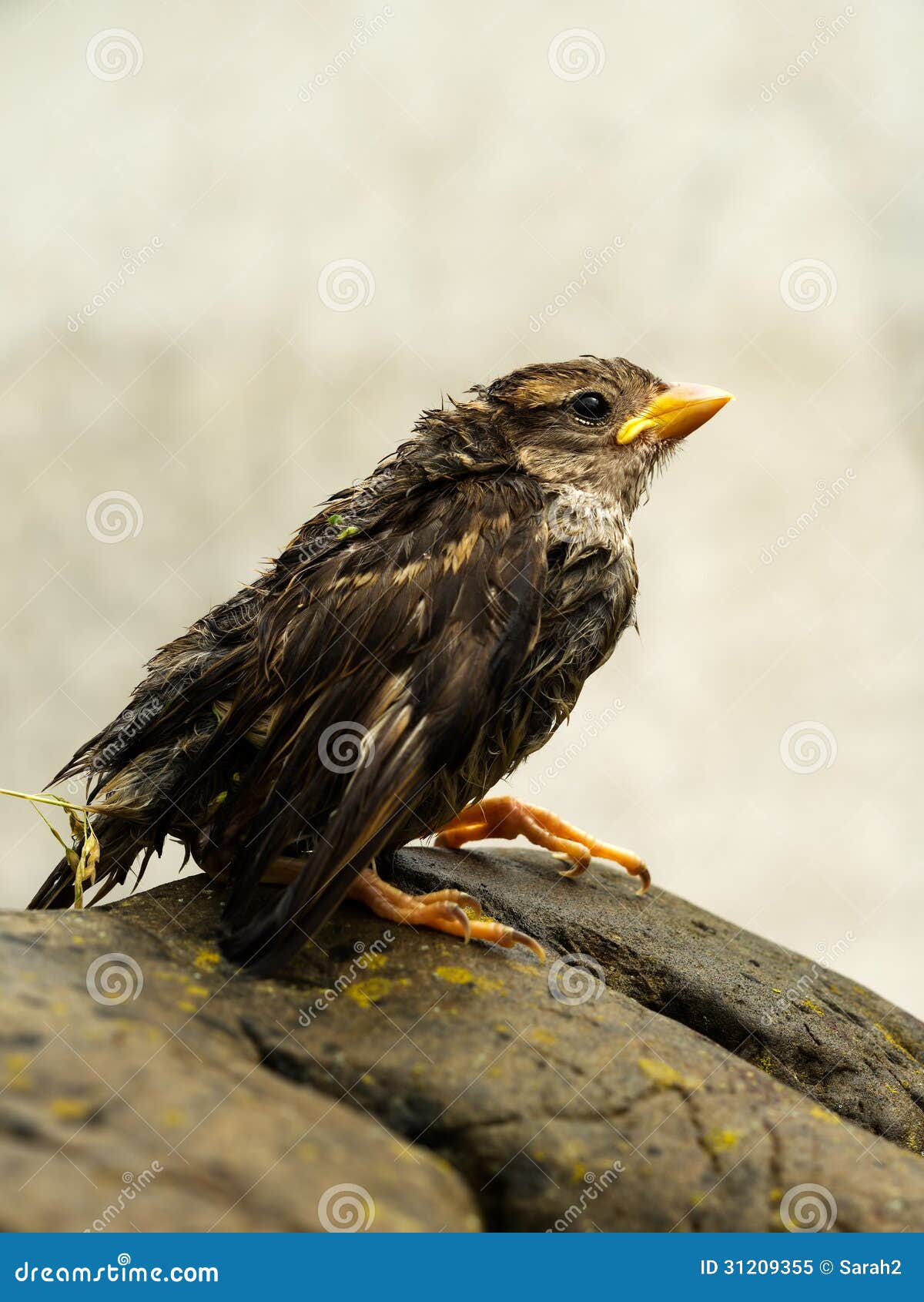 Pardal Molhado Do Europeu Do Principiante Imagem de Stock - Imagem de ...