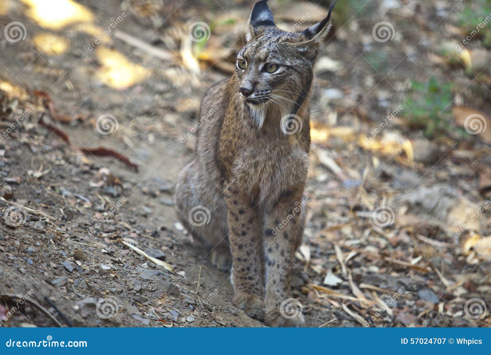 Pardelluchs gesessen stockbild. Bild von iberisch, luchs - 57024707