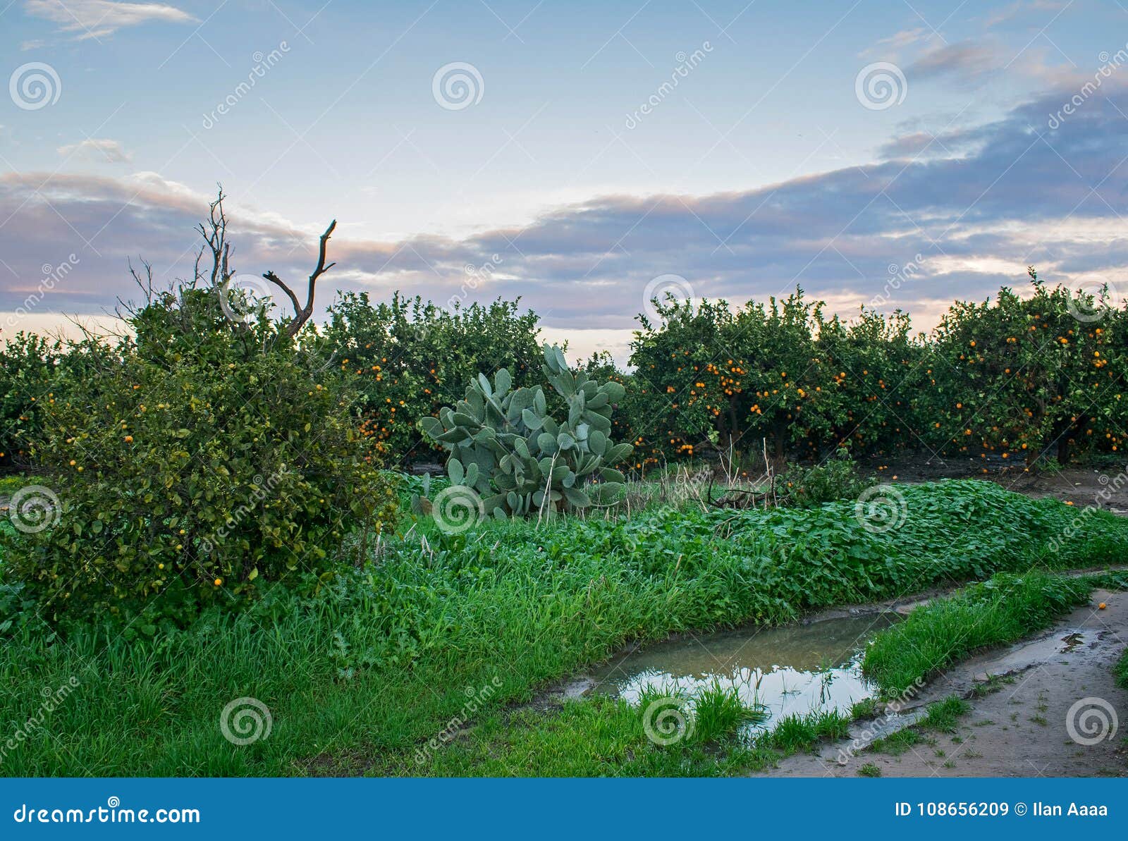 Pardes in Israel stock image. Image of puddle, tree - 108656209