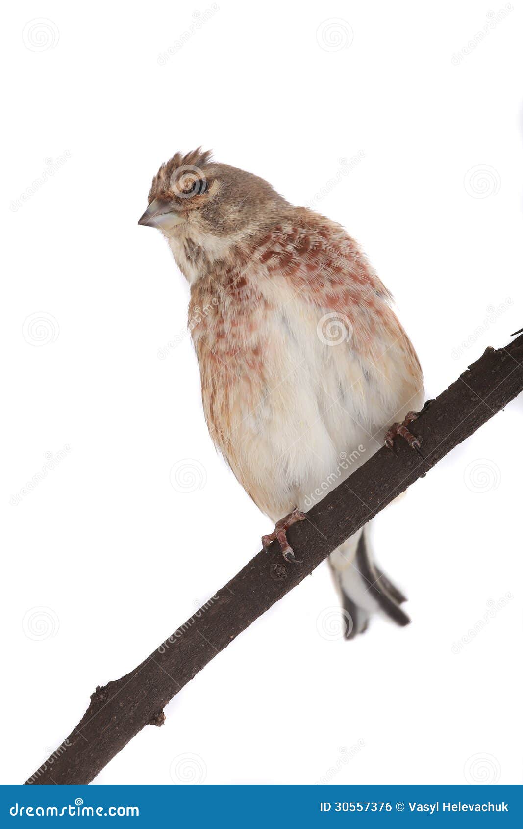 Pardillo foto de archivo. Imagen de aislado, salvaje - 30557376