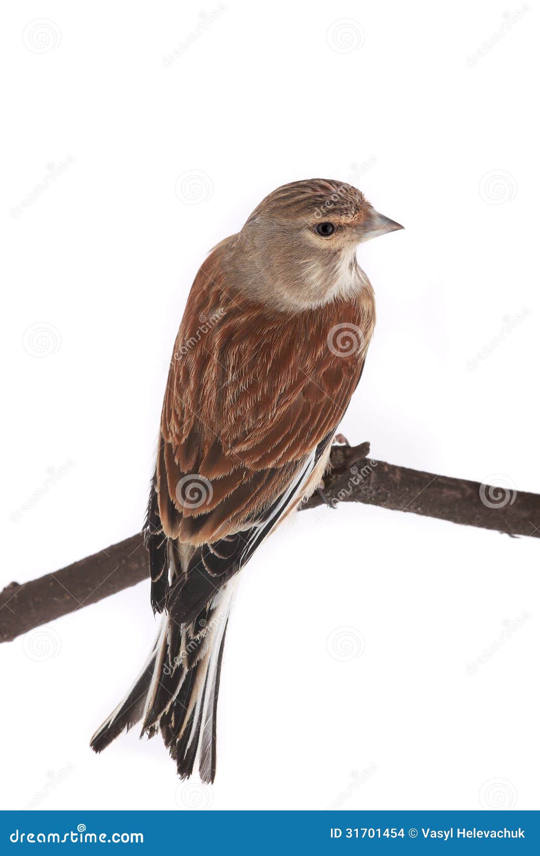 Pardillo foto de archivo. Imagen de fauna, salvaje, blanco - 31701454