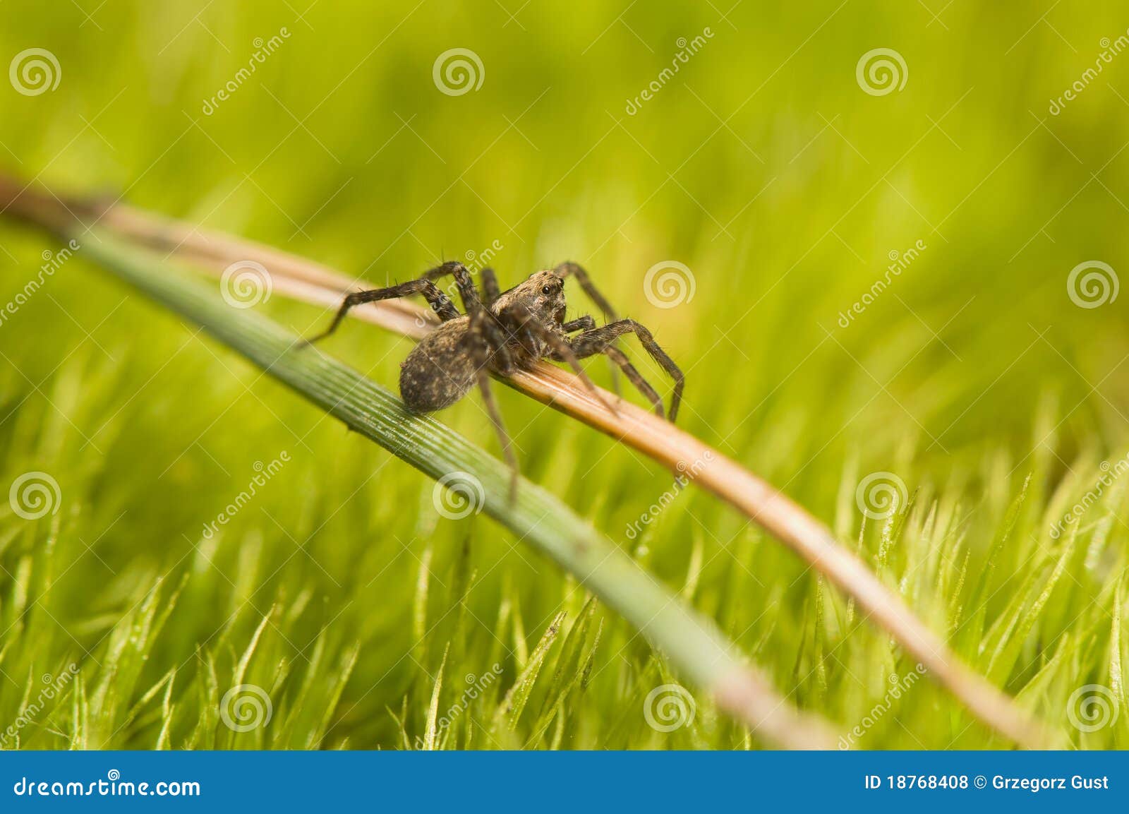 Pardosa stock photo. Image of predator, wildlife, spider - 18768408