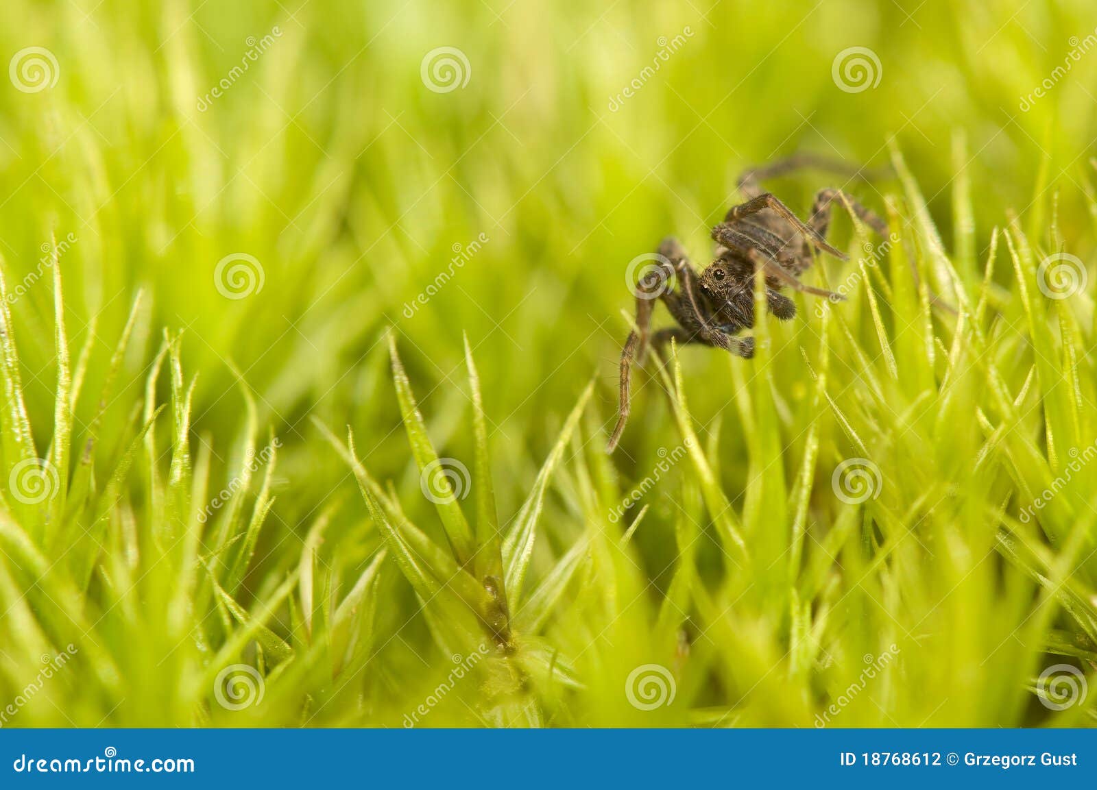 Pardosa stock photo. Image of animal, animals, black - 18768612