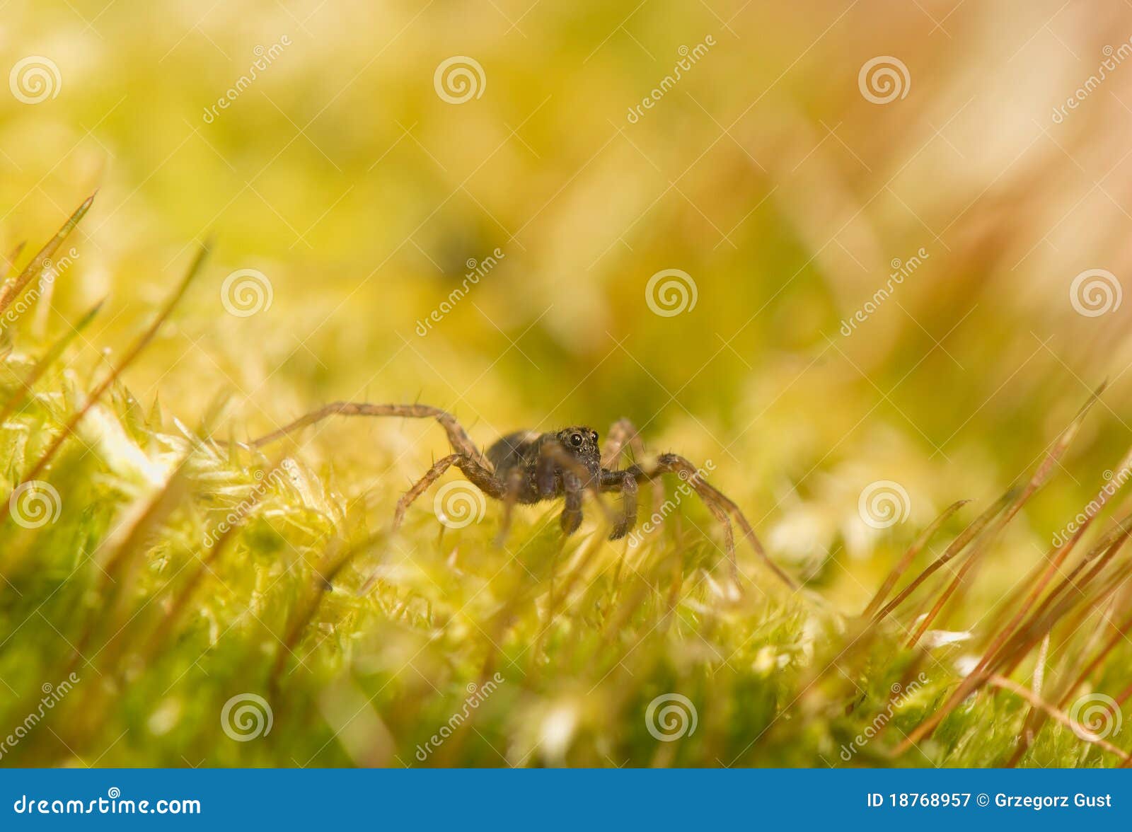 Pardosa stock image. Image of nature, pardos, isolated - 18768957