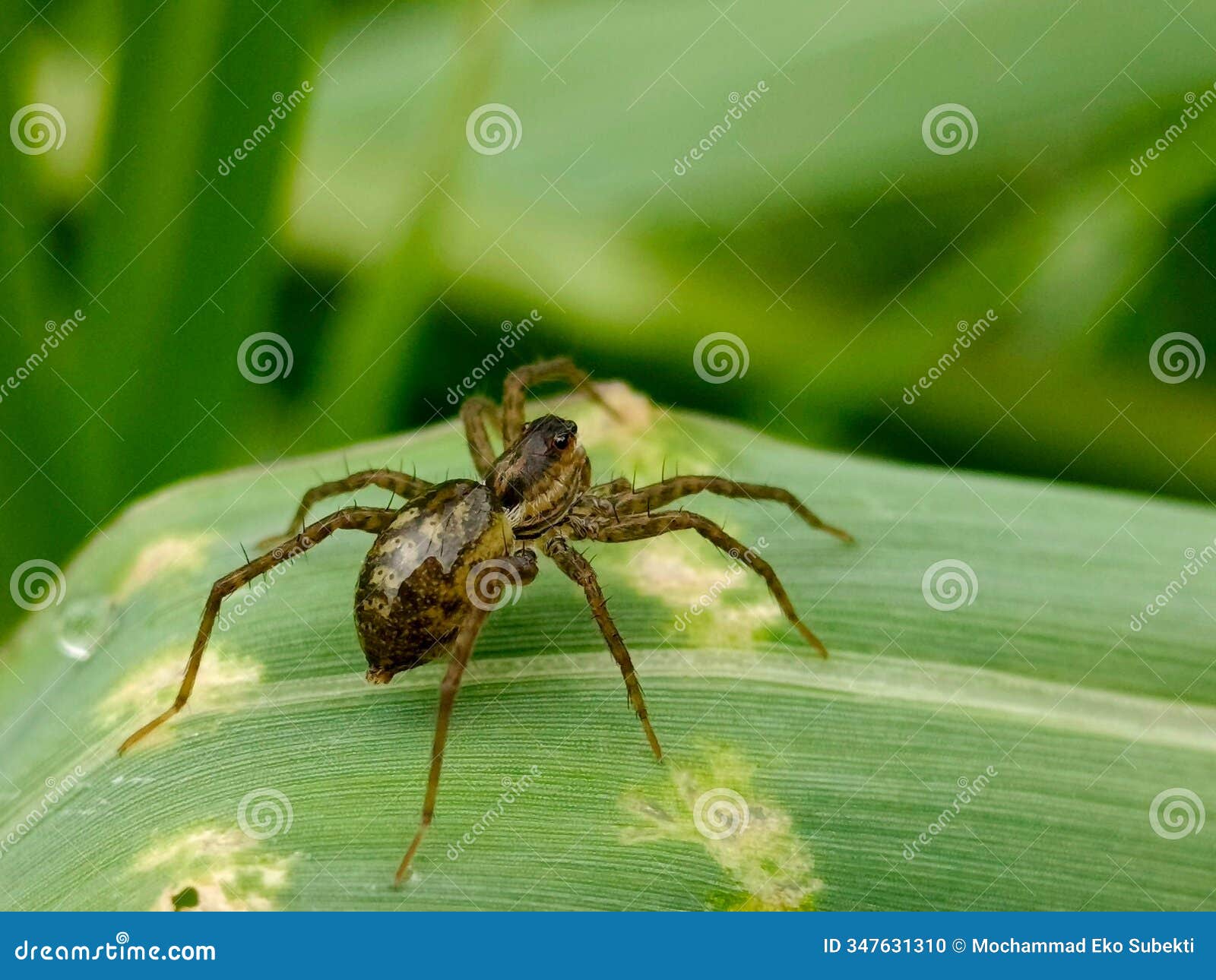 Pardosa is a Large Genus of Wolf Spiders, Commonly Known As the Thin ...