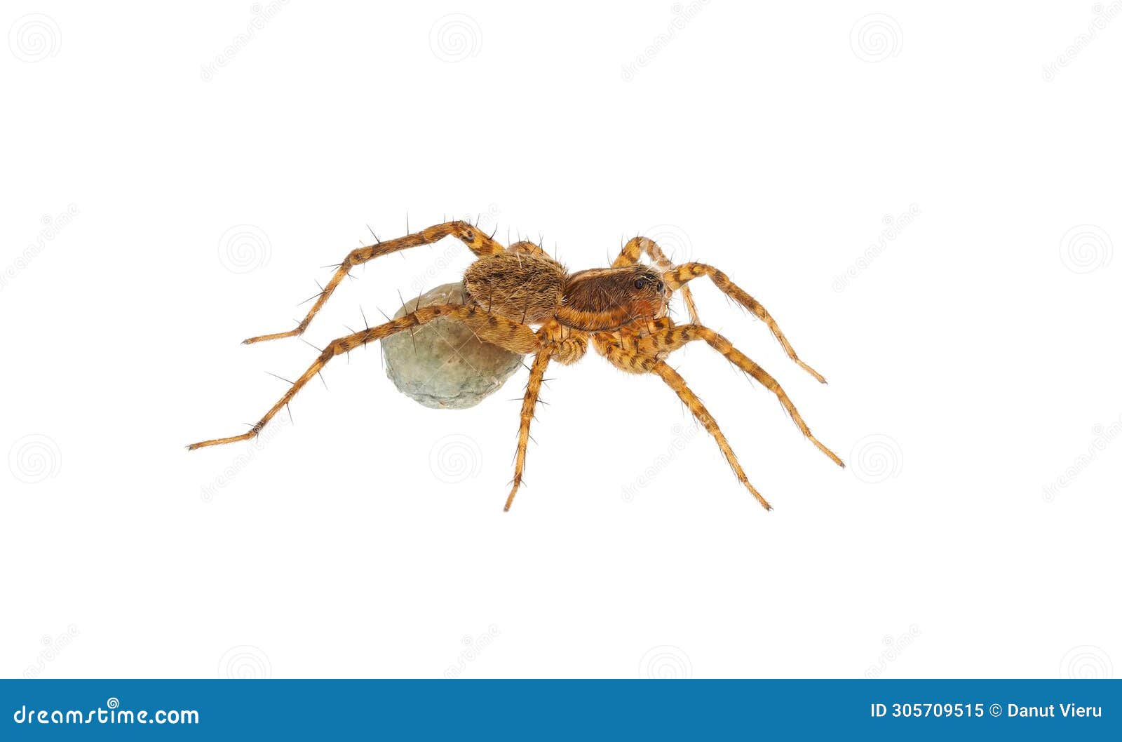 Thinlegged Wolf Spider with Egg Sac Isolated on White Background ...