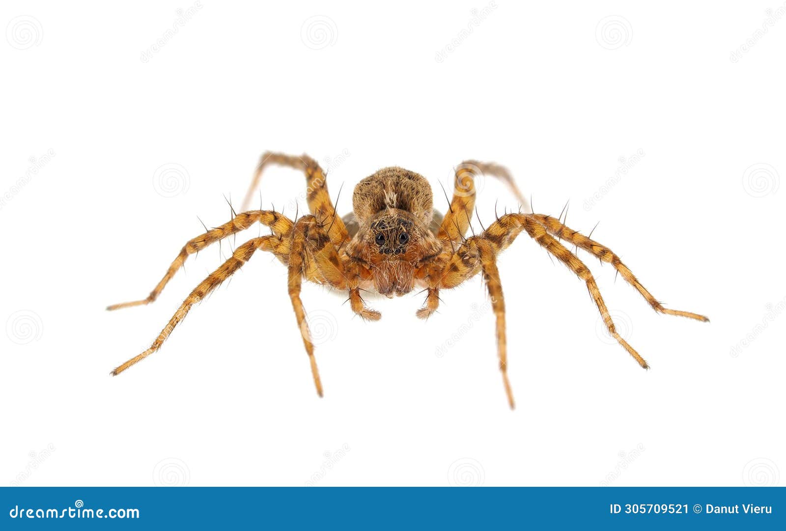 Thinlegged Wolf Spider with Egg Sac Isolated on White Background ...