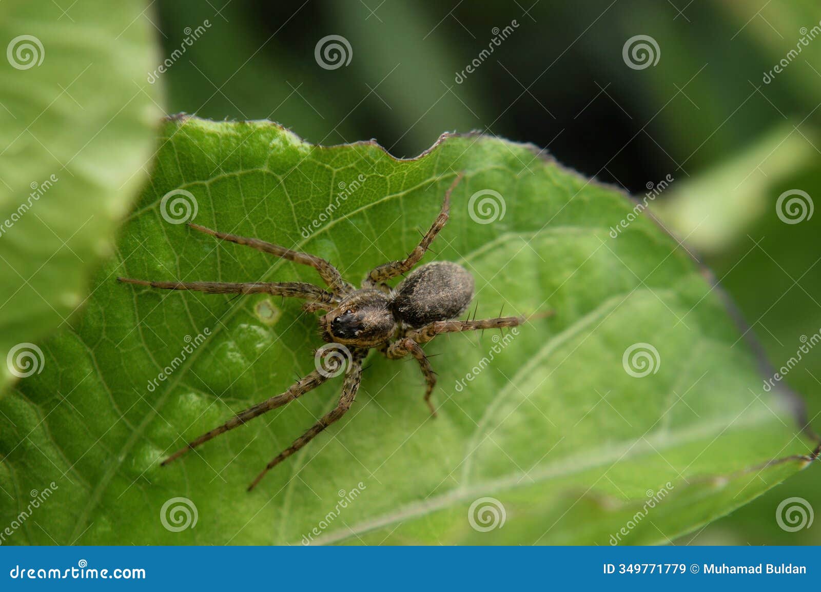 Pardosa Is A Large Genus Of Wolf Spiders, Commonly Known As The Thin ...