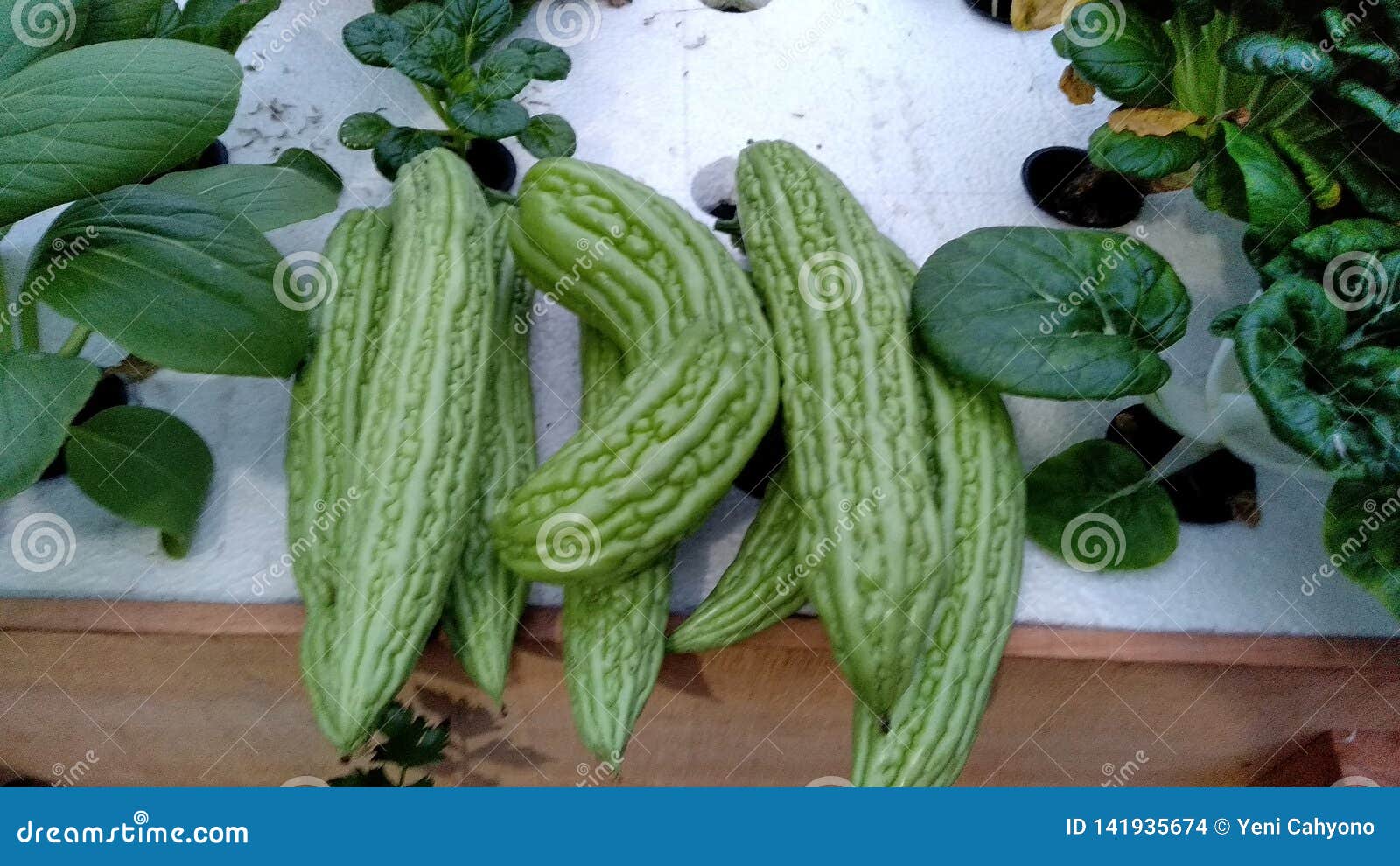 Pare Fruit Vegetables are Grown with a Hydroponic System Stock Photo ...