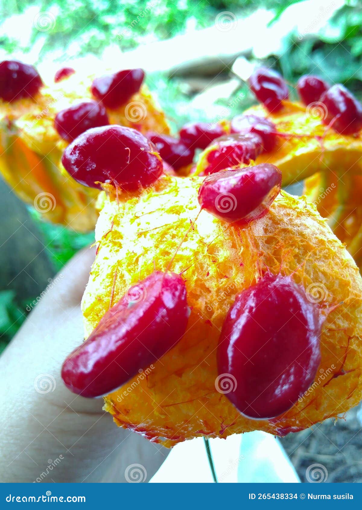 Pare is a Vegetable in the Form of Fruit Stock Photo - Image of ...