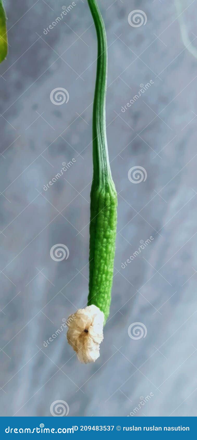 Pare vegetable fruit stock image. Image of vegetable - 209483537