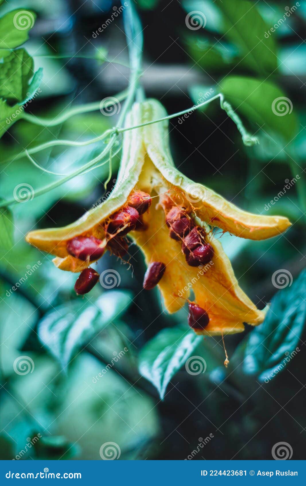 Pare Vegetable from Indonesian Stock Image - Image of trees, pare ...
