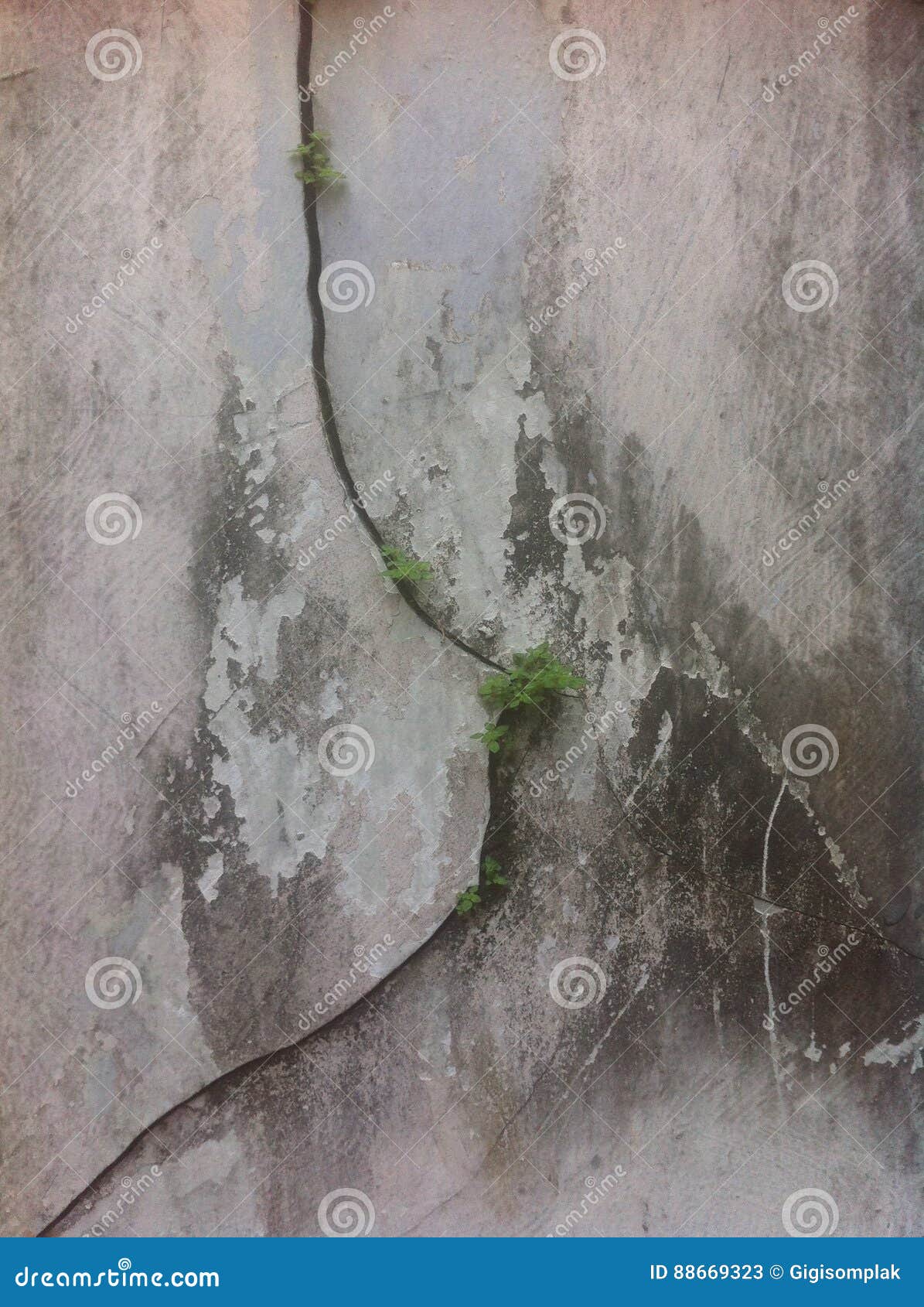 Pared Agrietada Del Cemento Con El Musgo Imagen de archivo - Imagen de ...