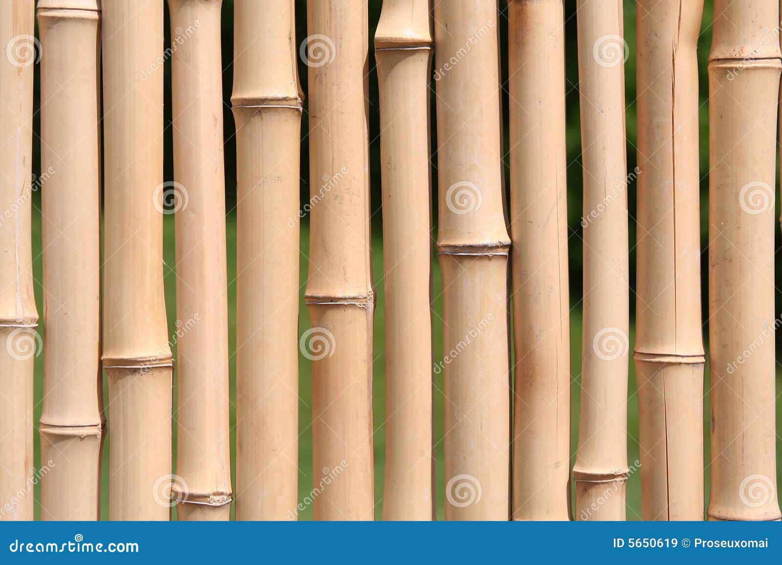 Pared de bambú imagen de archivo. Imagen de segmentos - 5650619