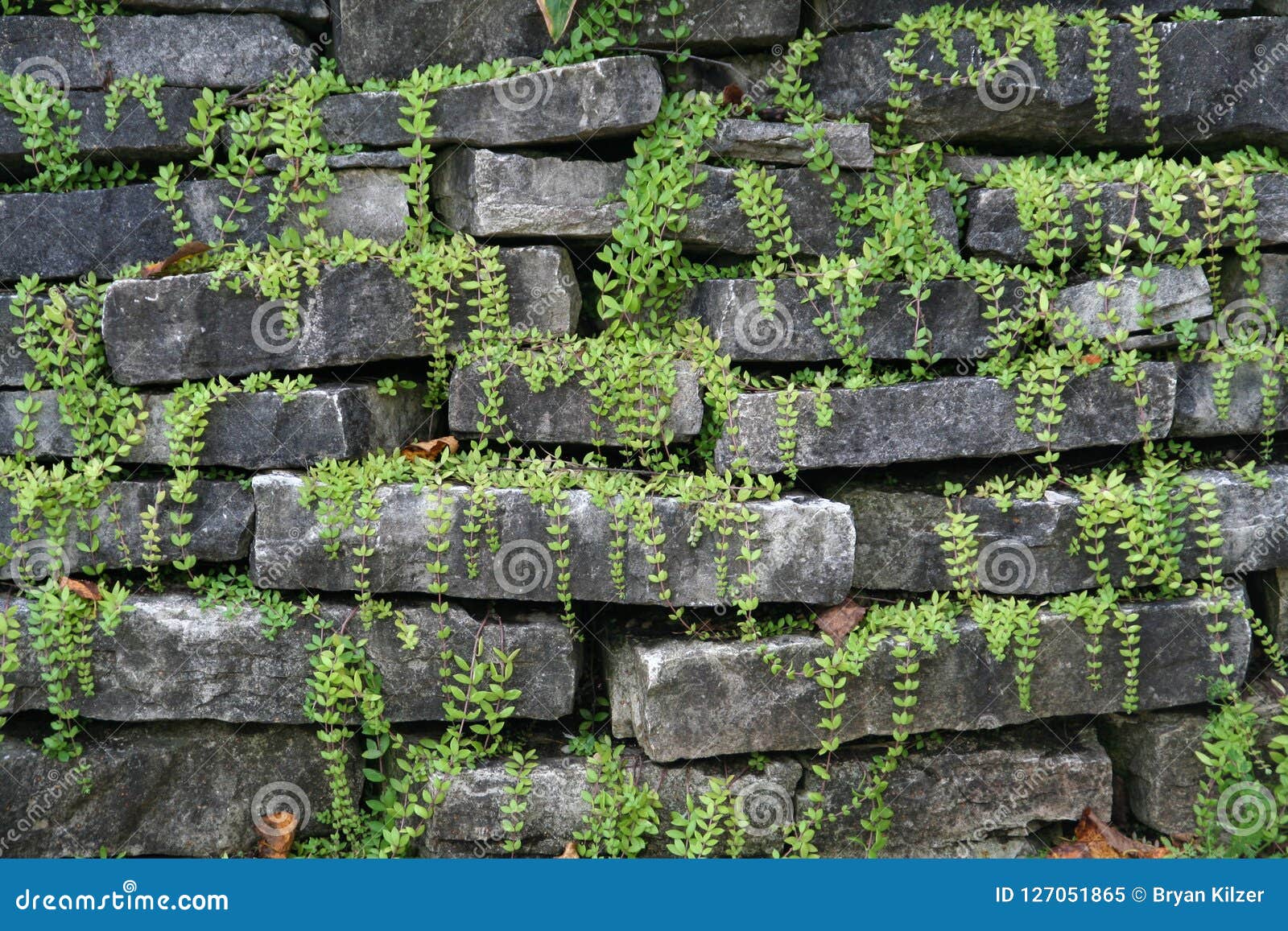 Pared De La Roca Con Las Plantas Imagen de archivo - Imagen de fondo ...
