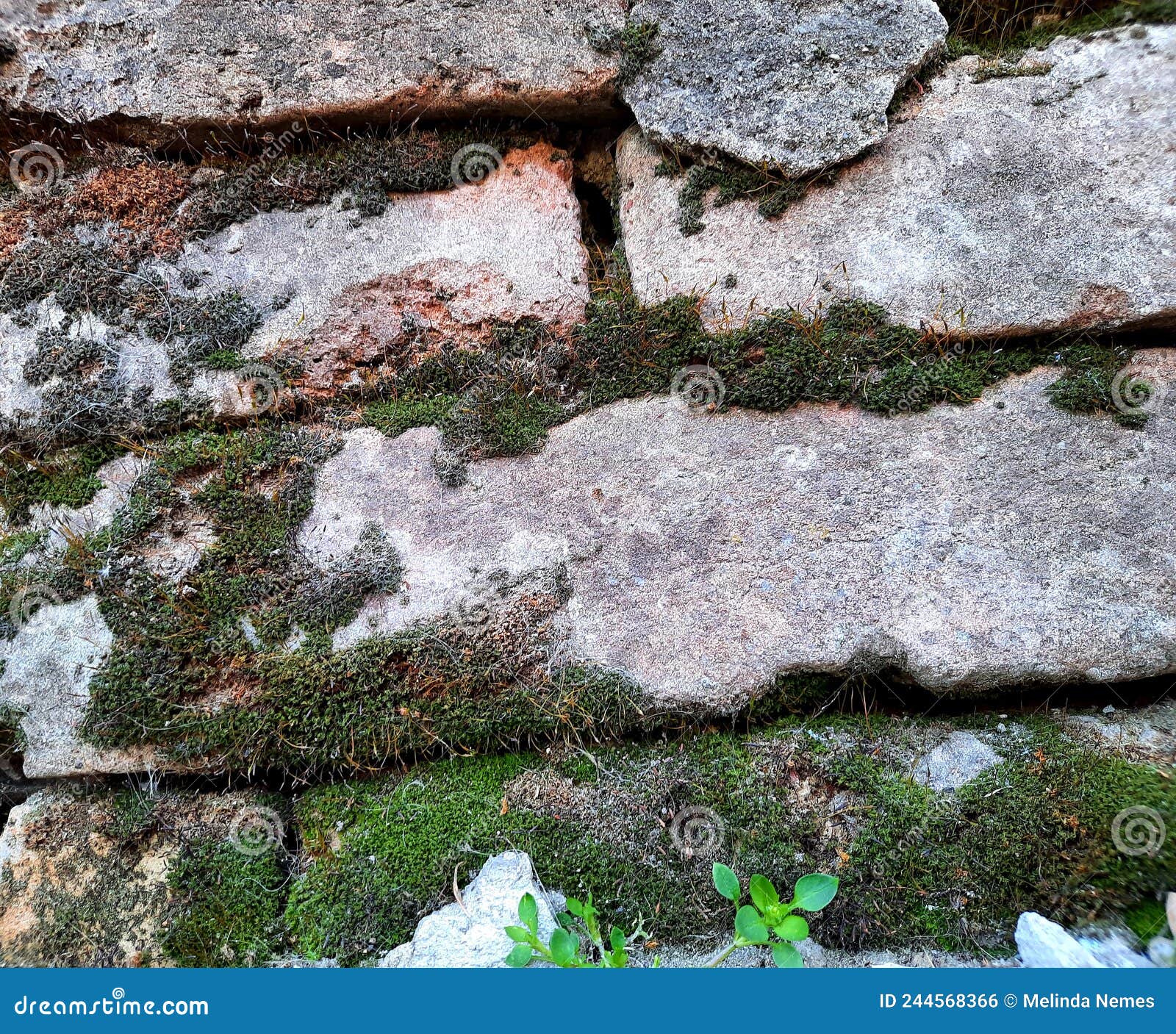 Pared De Ladrillo De Color Verde Primavera Foto de archivo - Imagen de ...