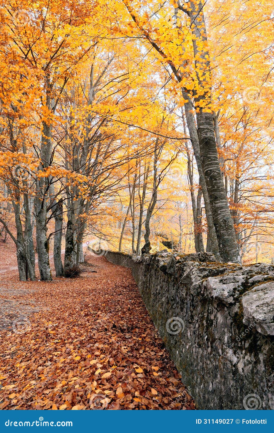 Pared en el bosque imagen de archivo. Imagen de maderas - 31149027