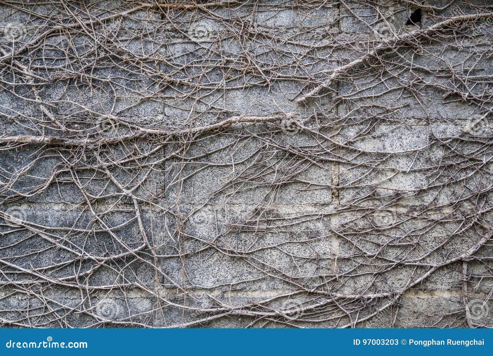 Pared Seca De Las Enredaderas Imagen de archivo - Imagen de edificio ...